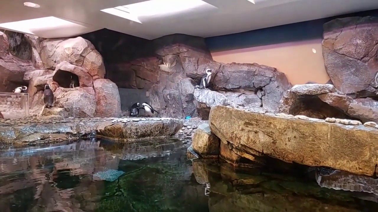 A Day of Networking with Sharon Meeks DeBouse - Penguins - YouTube