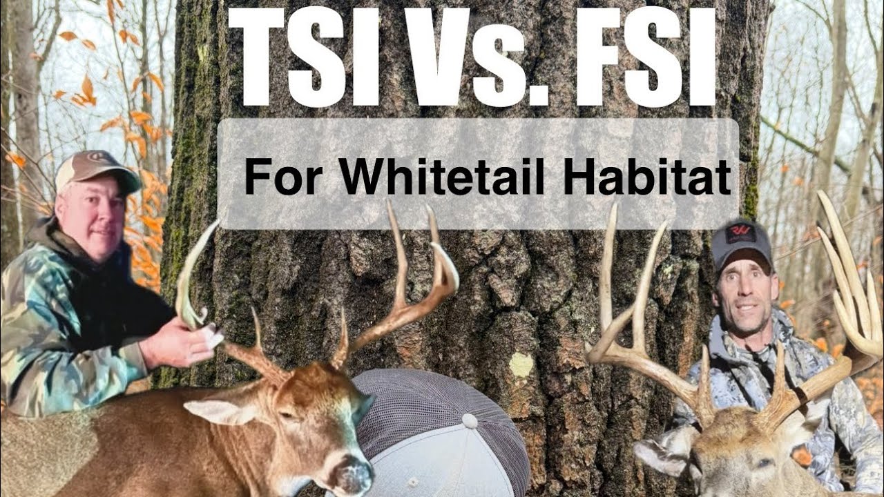 TSI Vs. FSI for Whitetail Deer Hunting Properties - YouTube