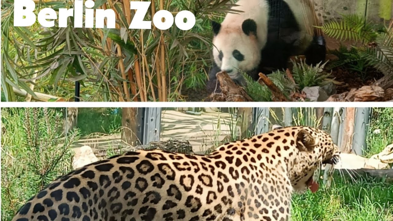 Germany - Berlin Zoo | Panda in Berlin Zoo | Day trip to Berlin #panda ...