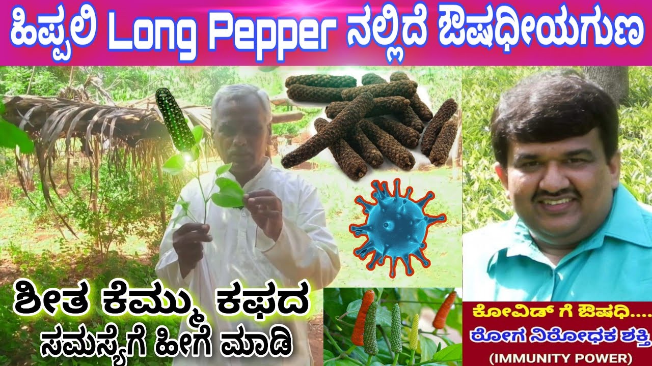 ಹಿಪ್ಪಲಿ Long Pepper ಇದರ ಅನೇಕ ಉಪಯೋಗಳು |pipli|ನೆಲನೆಲ್ಲಿ |ಅಮೃತಬಳ್ಳಿ ...
