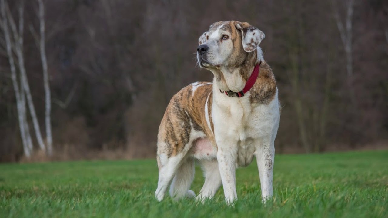 Dog Shapeshifter (Sub) - YouTube