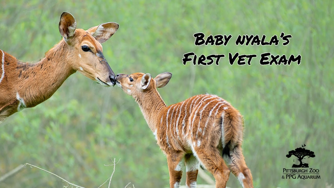 Baby Nyala's First Exam (Vet Series) - YouTube