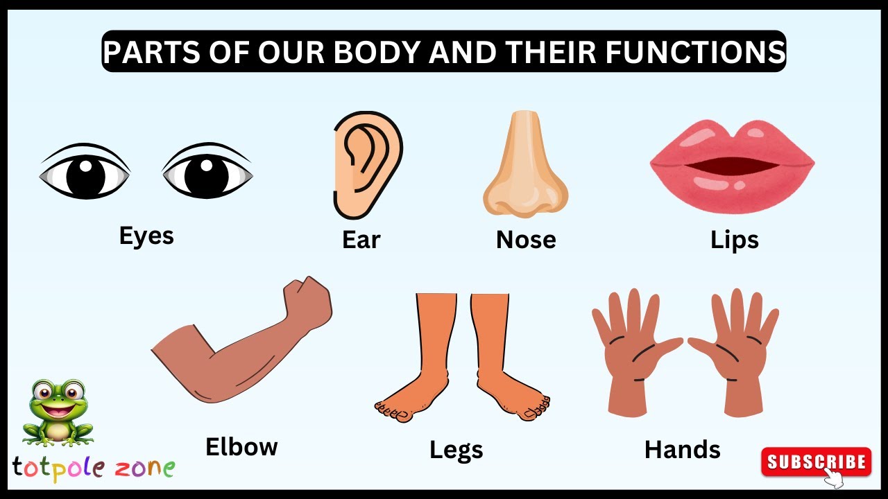 Parts of our body | Body parts and their functions | Names of body ...
