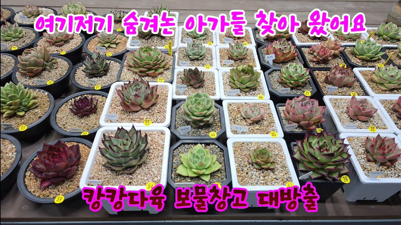 캉캉다육 여기저기 숨겨둔 아가들 찾아서 준비 했습니다 이쁜 아가들 빠르게 주문 하세요 망설이는 순간 내것이 아니게 됩니다 묵둥이 창 선별 귀둥이 캉캉다육 달콤한