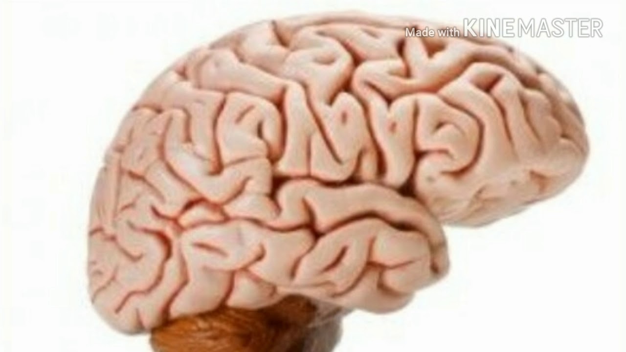 Introduction to brain - YouTube