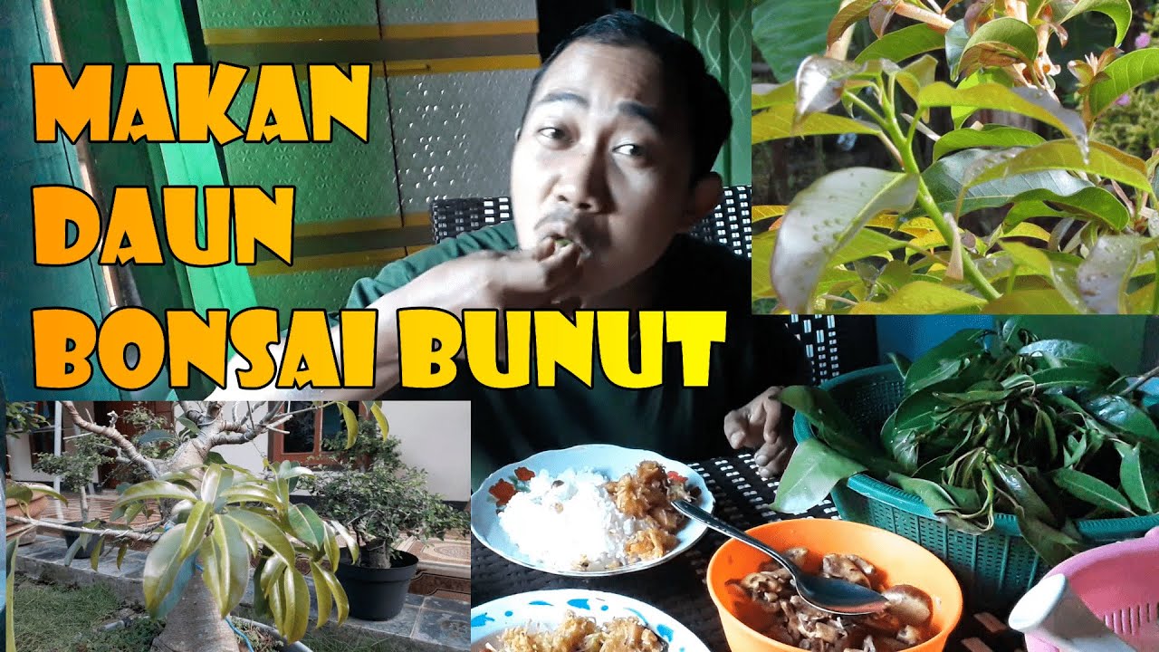 MAKAN DAUN BONSAI BUNUT, HABIS PRUNING DAUN NYA BISA DI JADIKAN LALAPAN ...