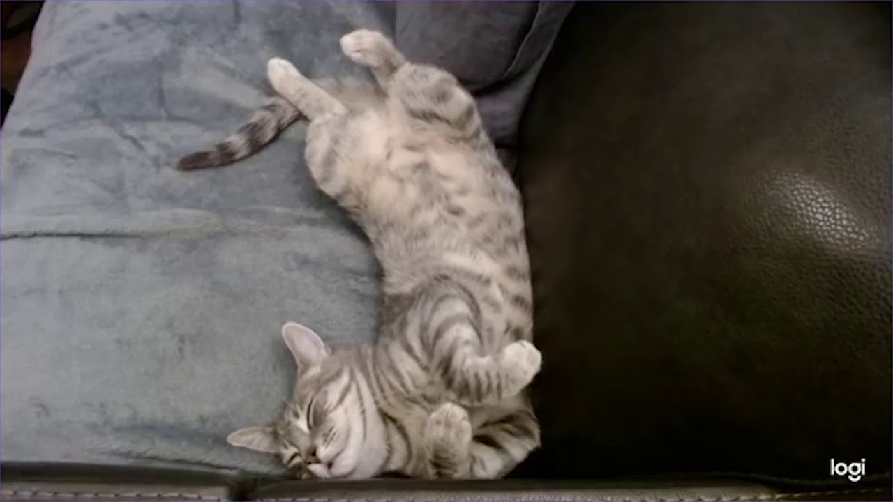 Kitten Catnap. Dreaming of chasing birds. - YouTube