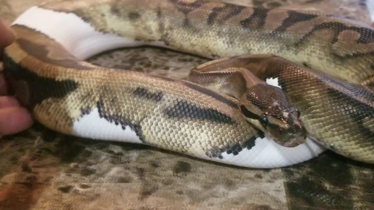 Banana spider, pied Ball pythons, flowerhorns, my 2019 projects - YouTube