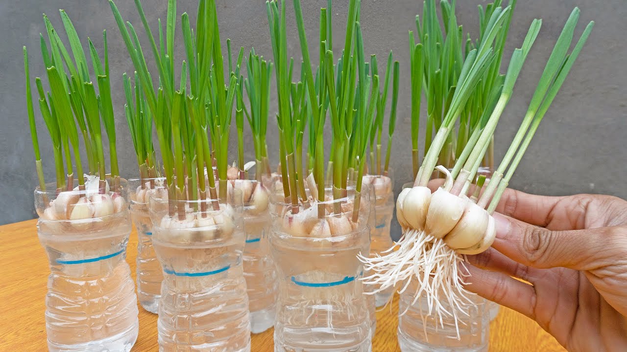 Breeding method so that garlic can be quickly harvested using only ...