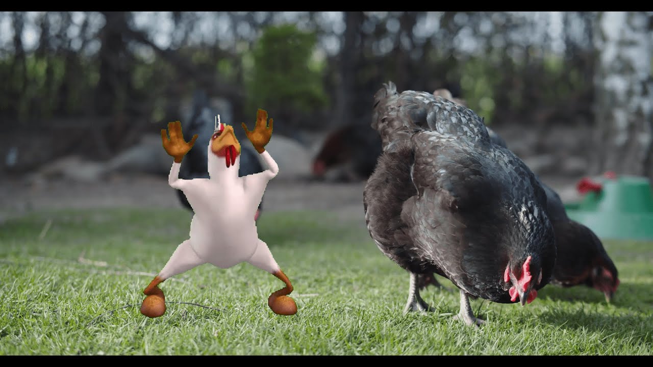 Rooster dancing in front of chicken - YouTube