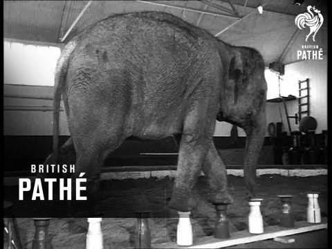 Circus Coming To Town Aka Bertram Mills' Circus Winter Quarters (1952 ...