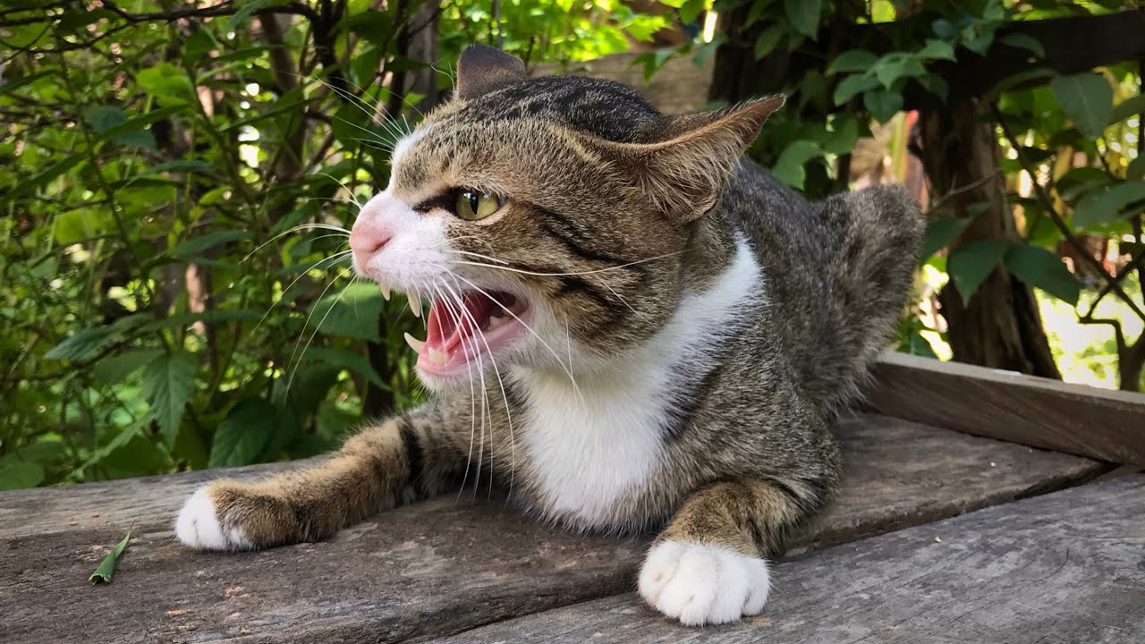 Cat vs Dogs Fight 😱 | Hot angry cat vs dogs funny - YouTube