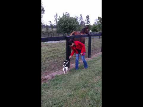 French Bulldog (Goober) plays with Thoroughbred Horse