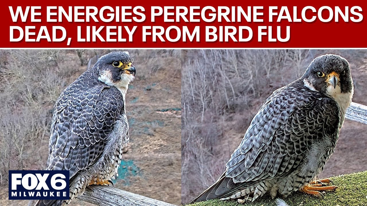 We Energies: 2 peregrine falcons dead; bird flu likely the cause | FOX6 ...