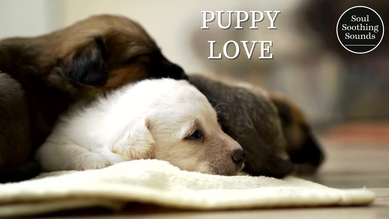Puppy Love - YouTube
