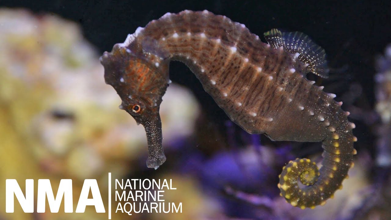 NEW Seahorse Exhibit at the UK's LARGEST Aquarium! - NMA Plymouth - YouTube