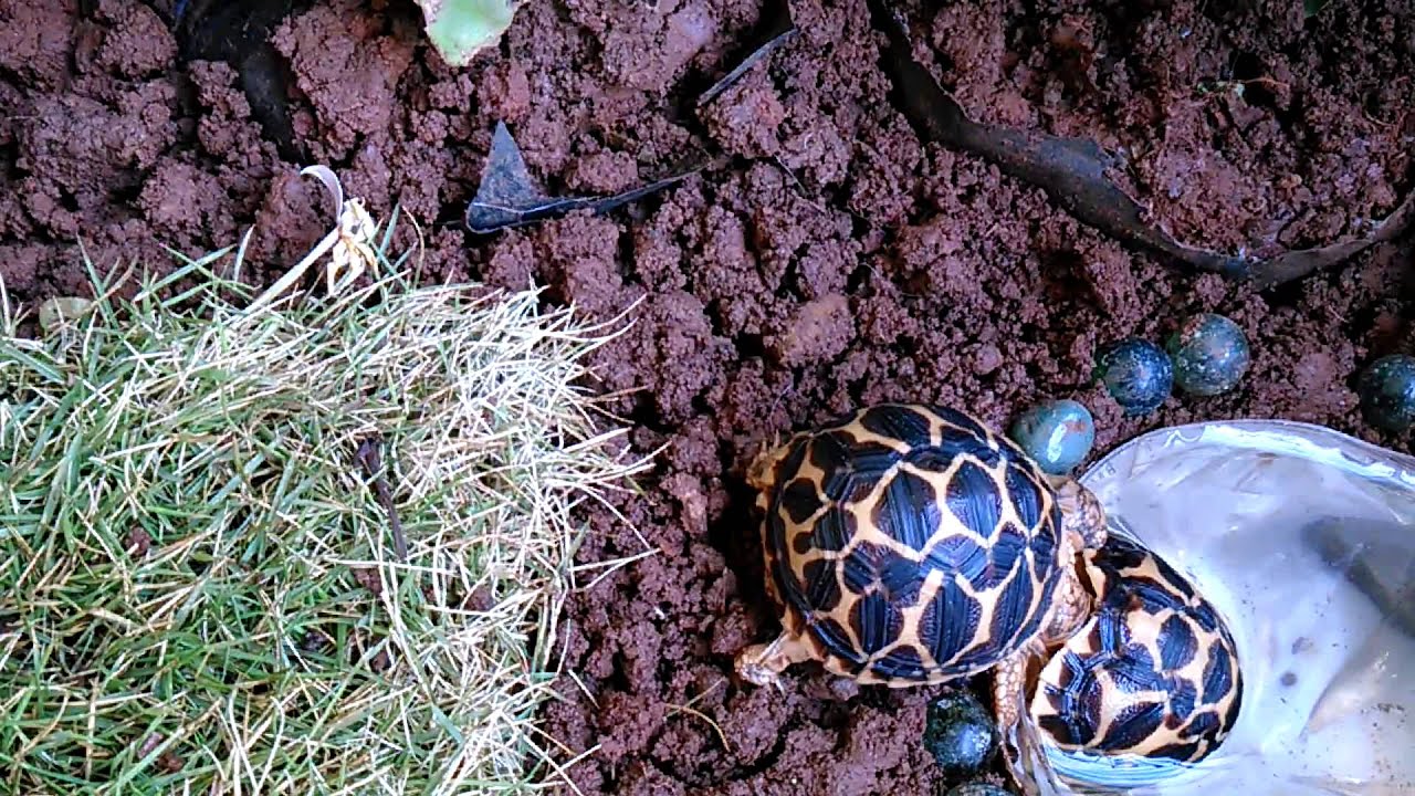 My sweet little star turtle - YouTube