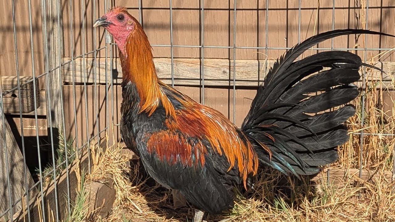 #2132 Peruvian Navajero x Brown Red, Rooster, 1yr, 5.2lbs - YouTube