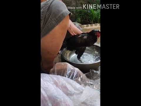AYAMKU PEGAL PENGEN DIPIJAT dan MANDI AIR HANGAT #Ayam #memandikan ayam #pijat ayam #kawan ayam