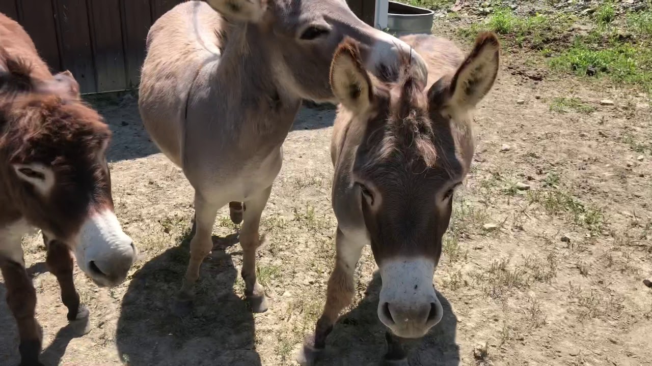 FARM LIFE: Horses and donkeys in the barn - YouTube