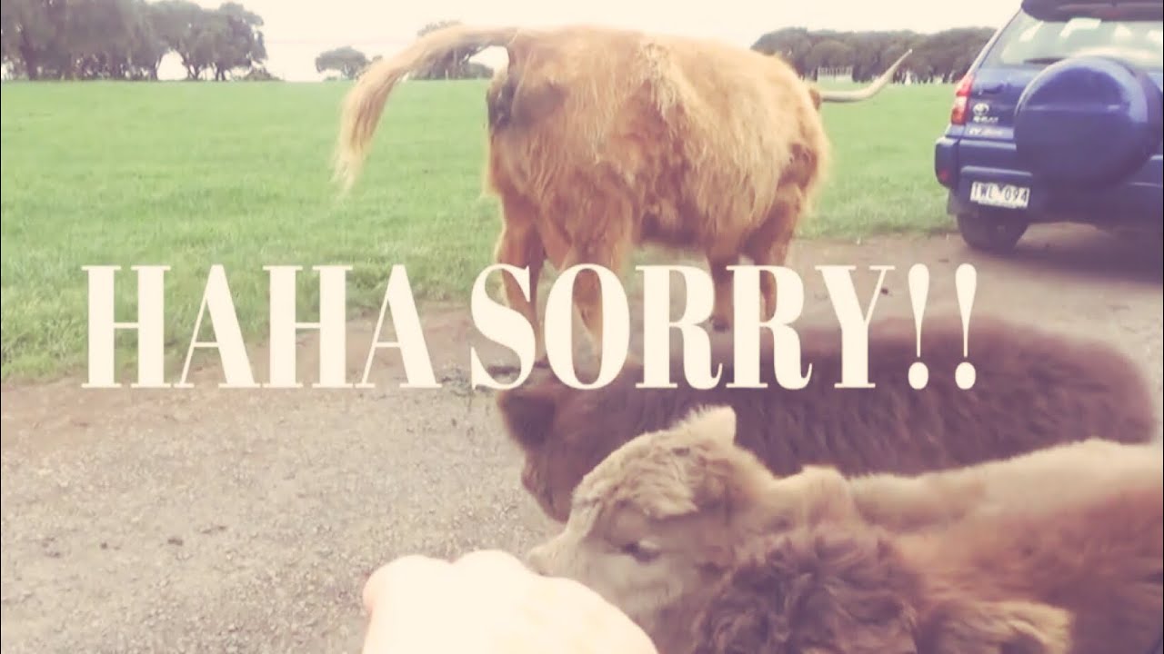HORSE GETS EXCITED!!! WARNING SOME FUNNY BUT YUCK ANIMAL FOOTAGE ...