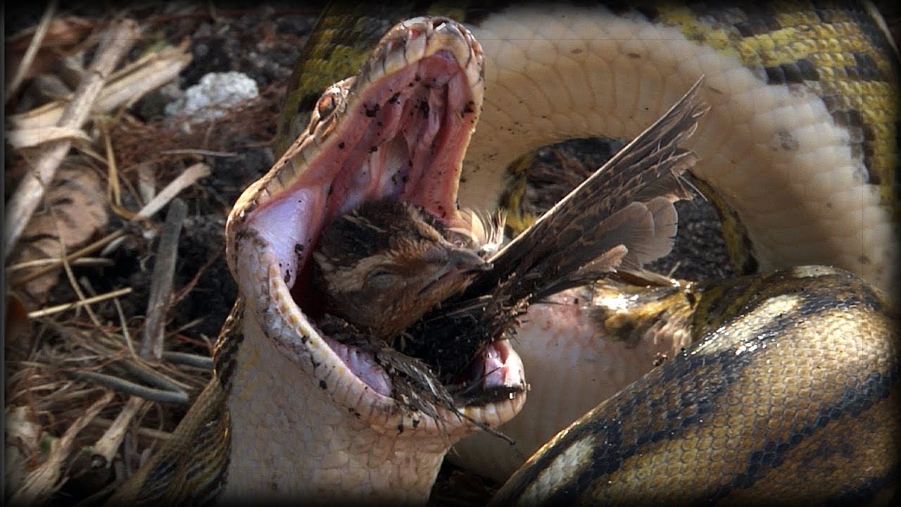 Snake eate man and snake - YouTube