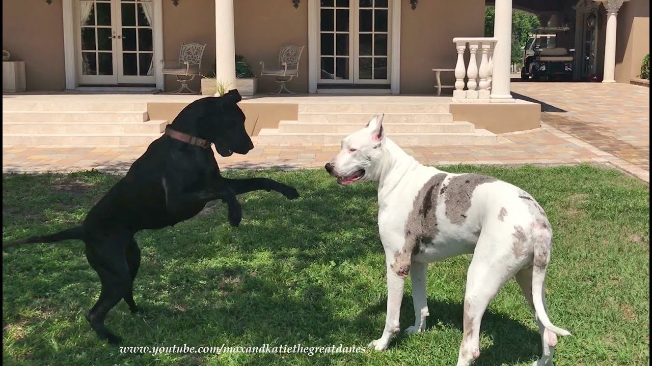 Amazing Energy and Agility of a Great Dane Puppy - YouTube