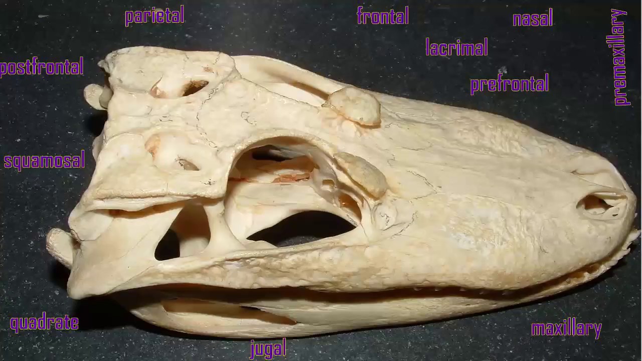 alligator skull bones - YouTube