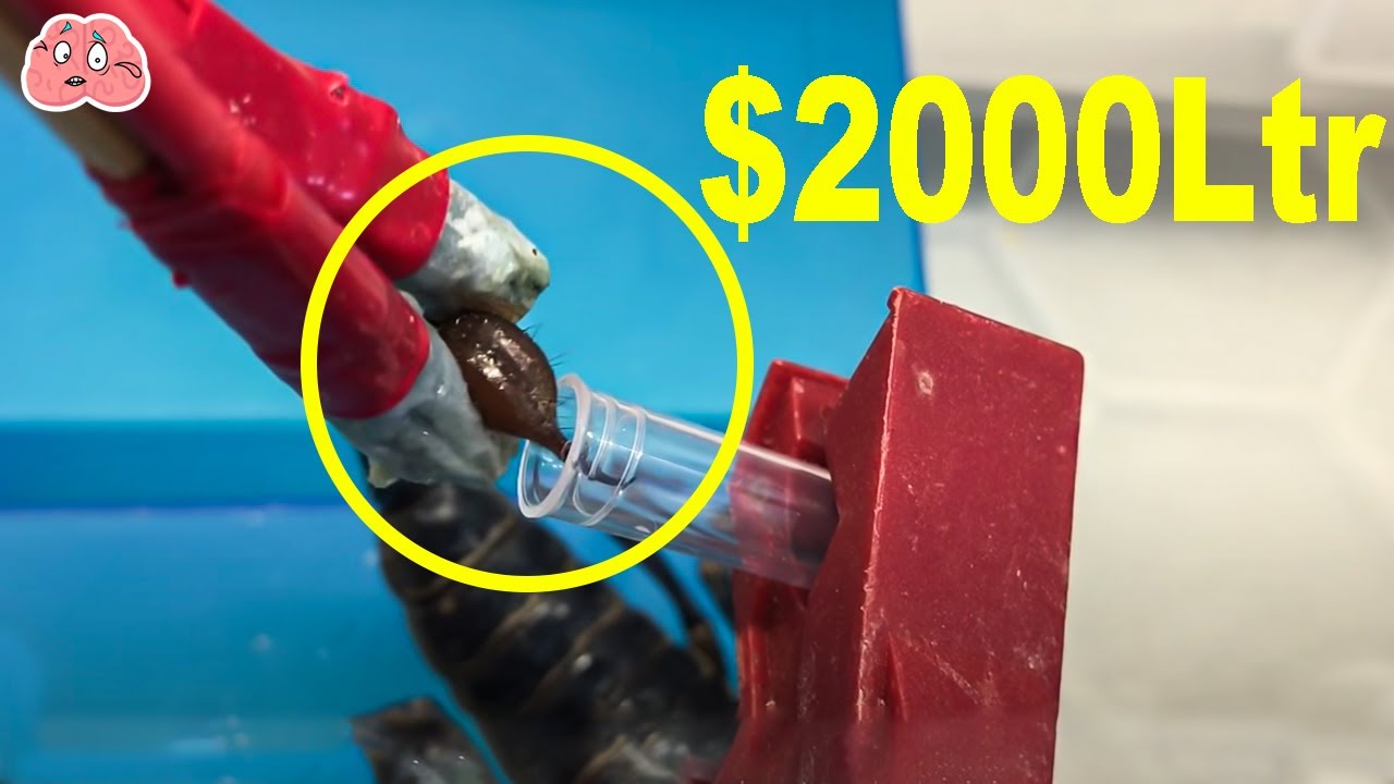 The Most Expensive Liquids in The World - YouTube