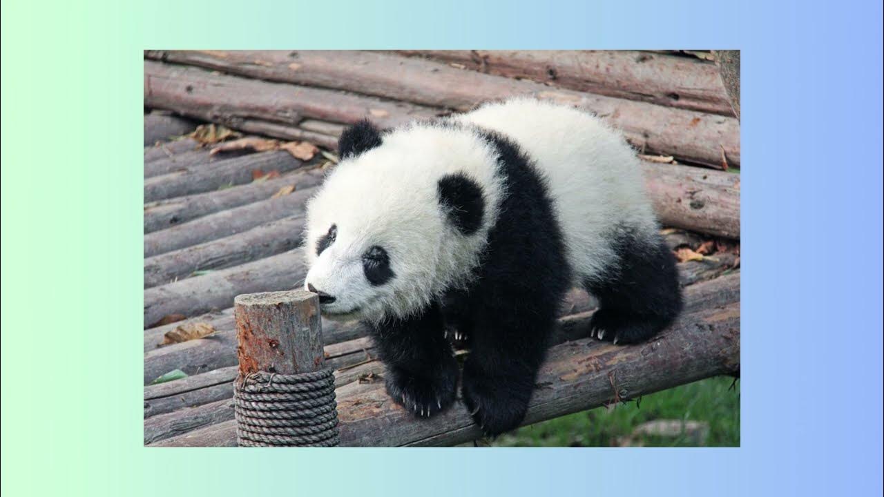 (March 16th) Happy National Panda Day! - YouTube