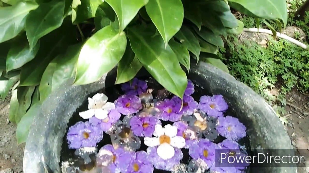 Riverfront Garden and Resort - YouTube