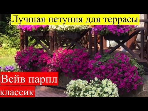 Вейв парпл классик - лучшая петуния для украшения балконов, террас и ...