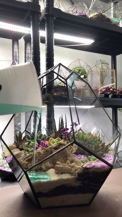 Мастер классы, флорариумы, комнатные растения Florarium-flo.ru - YouTube