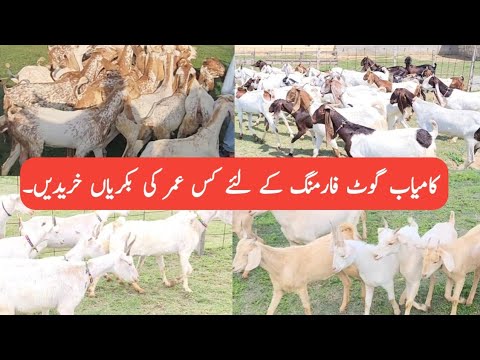 Kamyab Goat Farming K Liya Kis Age Umer Ki Bakriyaan Kharidni Ya Rakhni Chaiya. #goatfarmingtraining