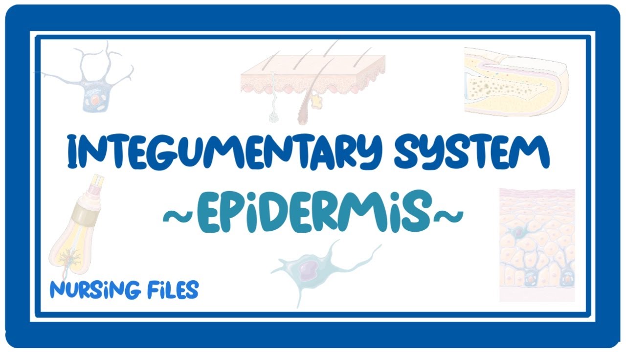 Complete Integumentary System Lecture for Nursing and Medical Students ...