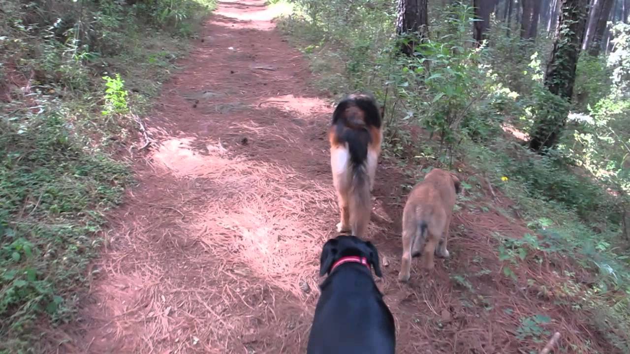 MVI 3786 YouTube mvi-3786-youtube