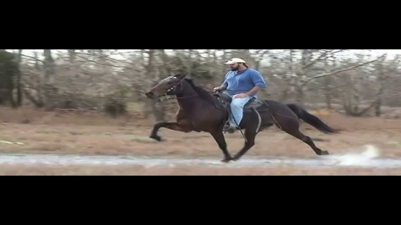 New Standardbred Trotter Speed Racking Mare Nov. 2011 - YouTube