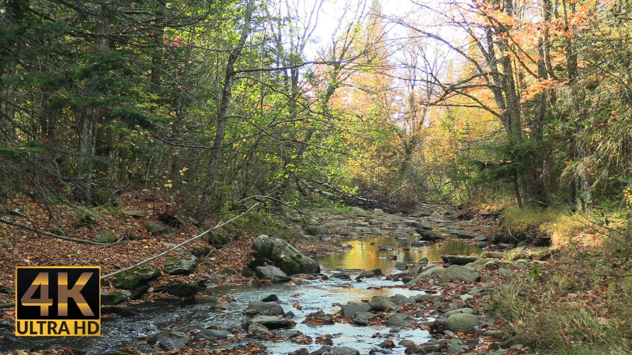 Captivating Autumn Brook: Calming Nature Sounds for Pure Relaxation ...