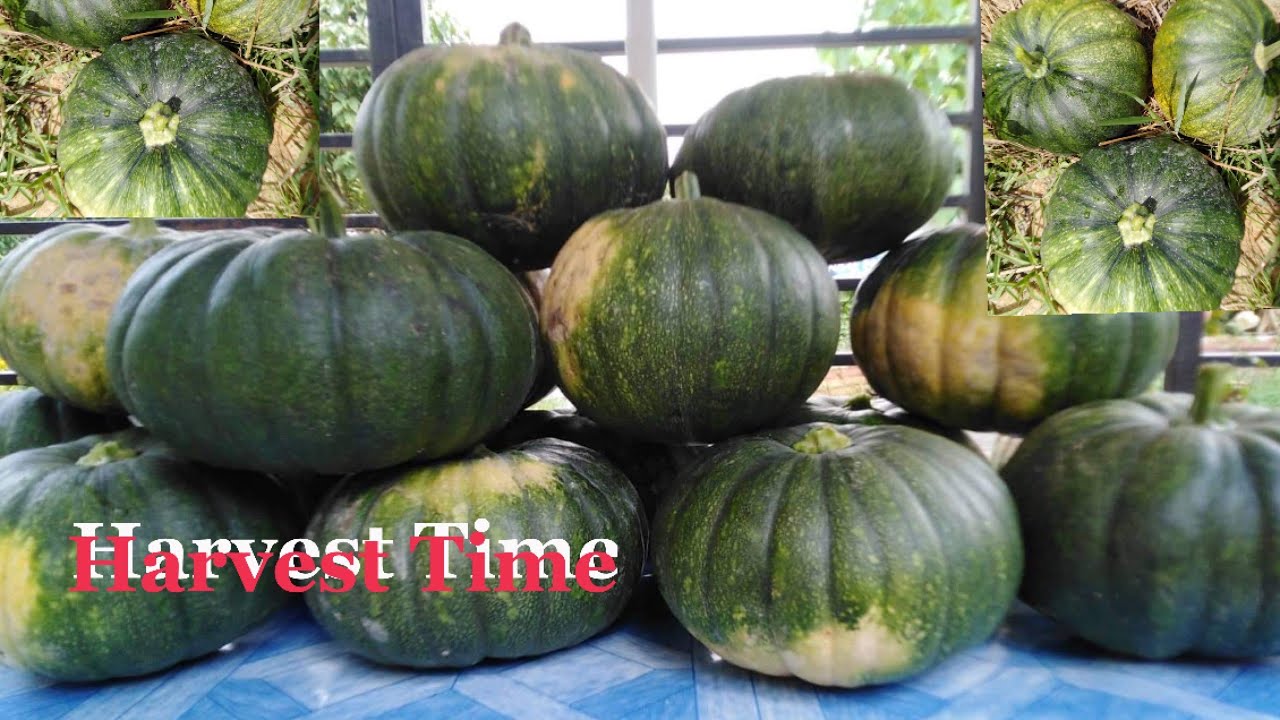Kalabasa Farming || First Harvest 4th Update || Farmlife PH || # ...