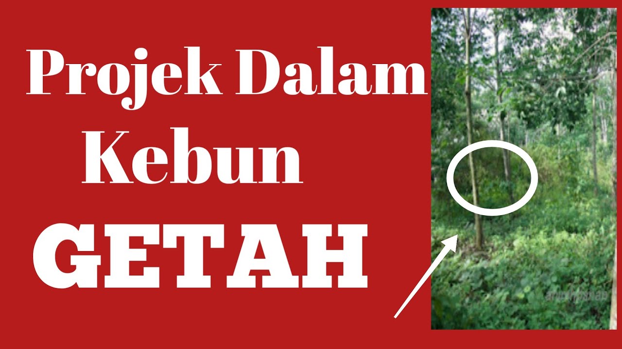 Projek dalam kebun getah. - YouTube