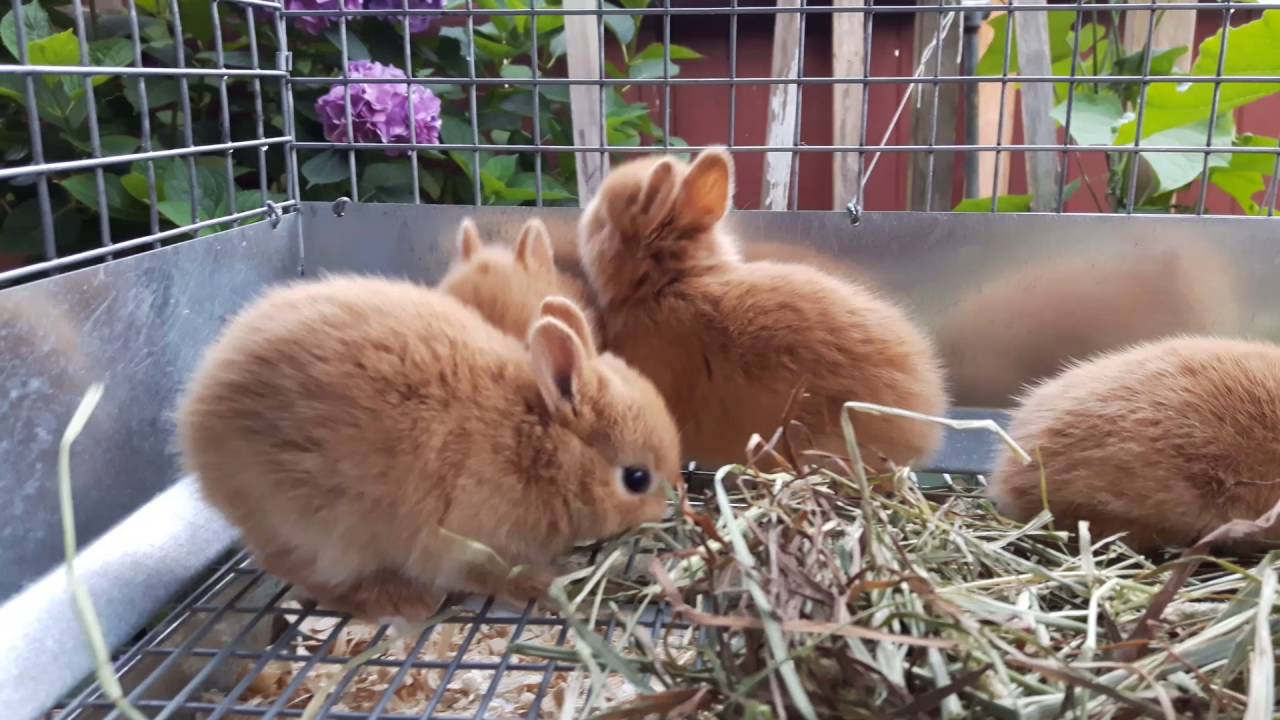 3 week old orange Netherland Dwarf Rabbits - YouTube