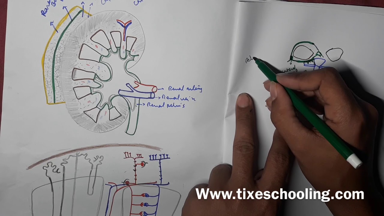 Coverings of kidney | Anatomy - YouTube