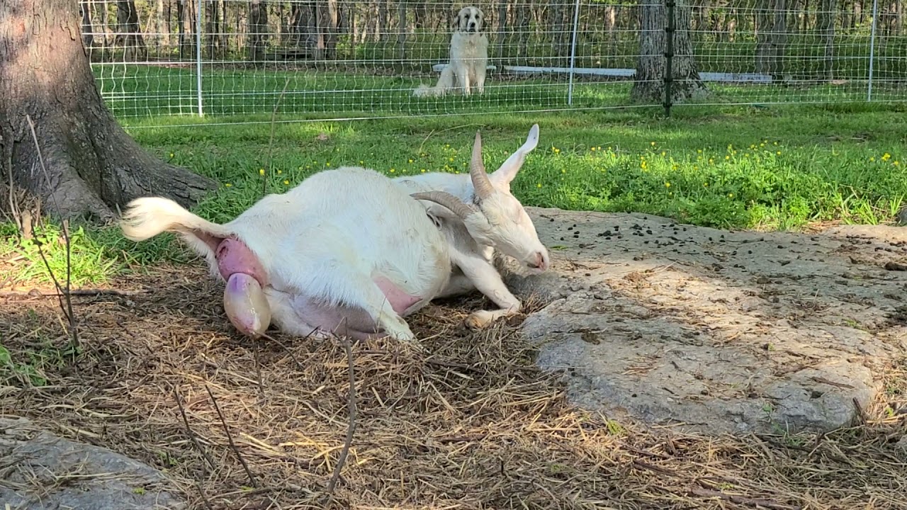 kiko goat birth | nanny goat drinks her own milk while in labor 4-19-21 ...