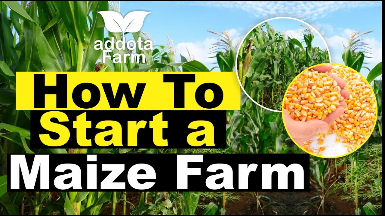 How to start a maize farm A to Z Guide - YouTube