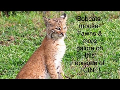 Trail Cam Highlights: Bobcat, moose, fawns & wildlife galore! - YouTube
