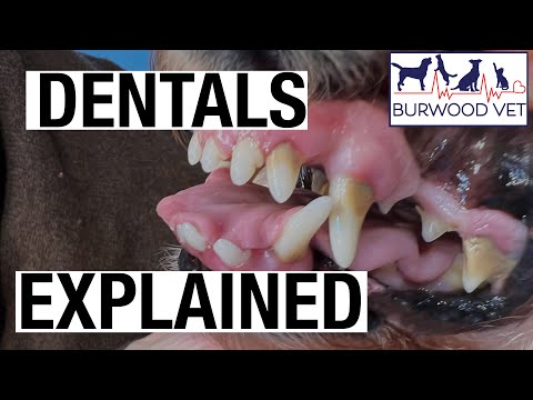 Explaining dog dental surgery at Burwood Vet - YouTube