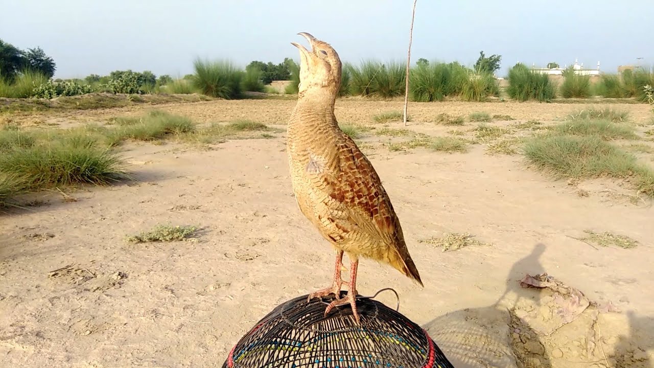 Teetar bachy ki awaz | Teetar voice | gray francolin teetar sound ...