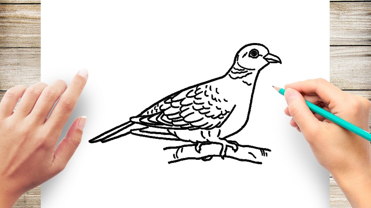 How To Draw A Cartoon Dove Step by Step - YouTube