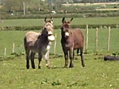 Donkeys playing ball - YouTube