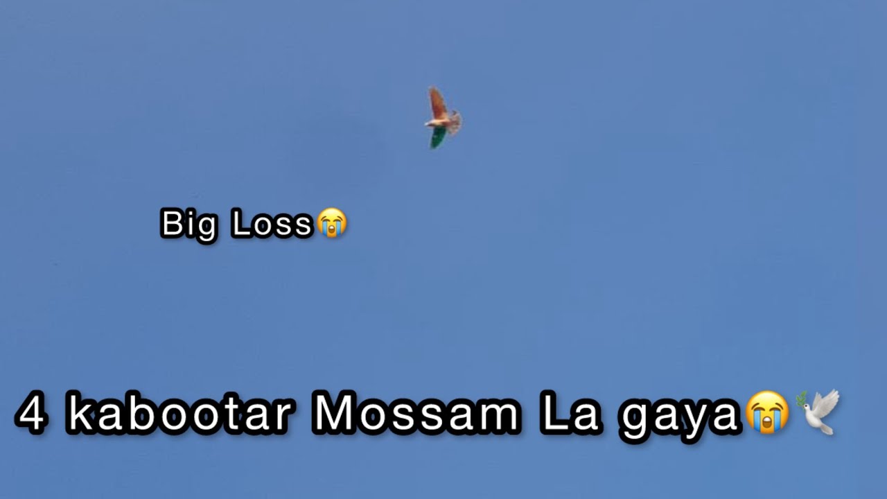 Big loss 4 Kabootar mossam la gaya Dil toot gaya yar shok sa🕊️😭 - YouTube